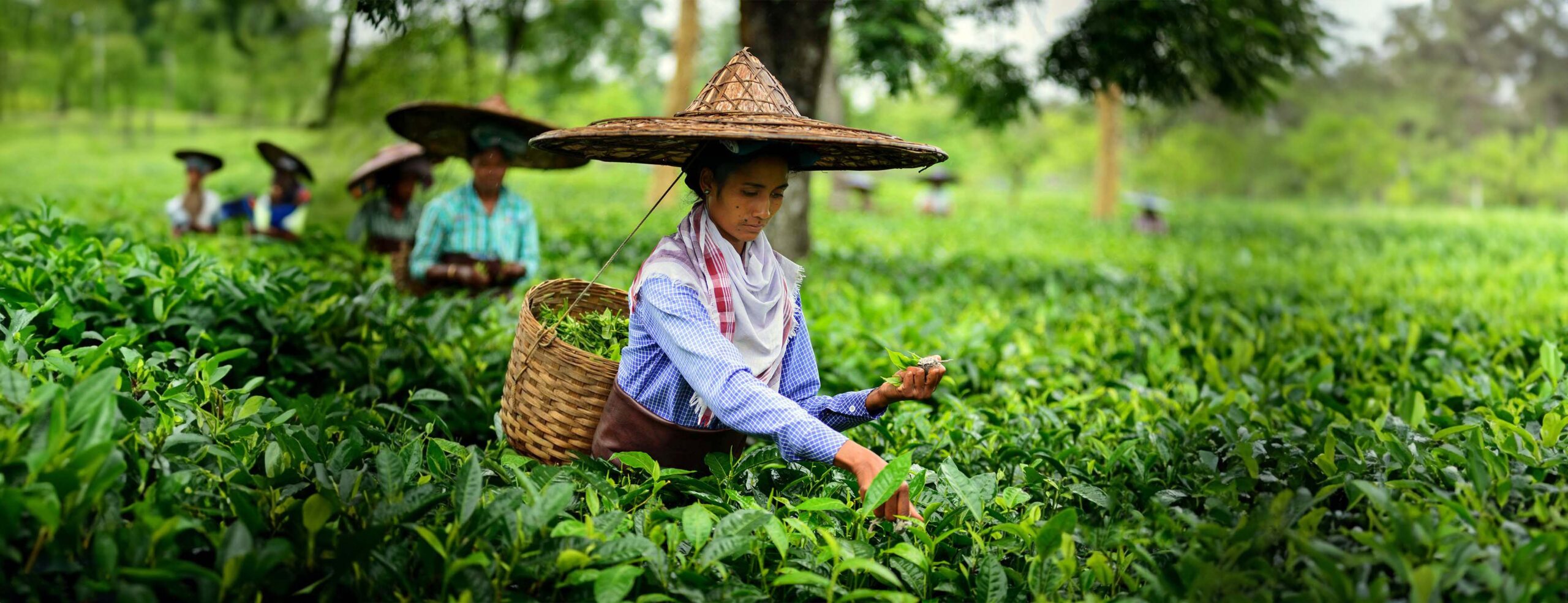 Assamketekitea – Pure Assam Blend Tea Assamketekitea – Pure Assam Blend Tea